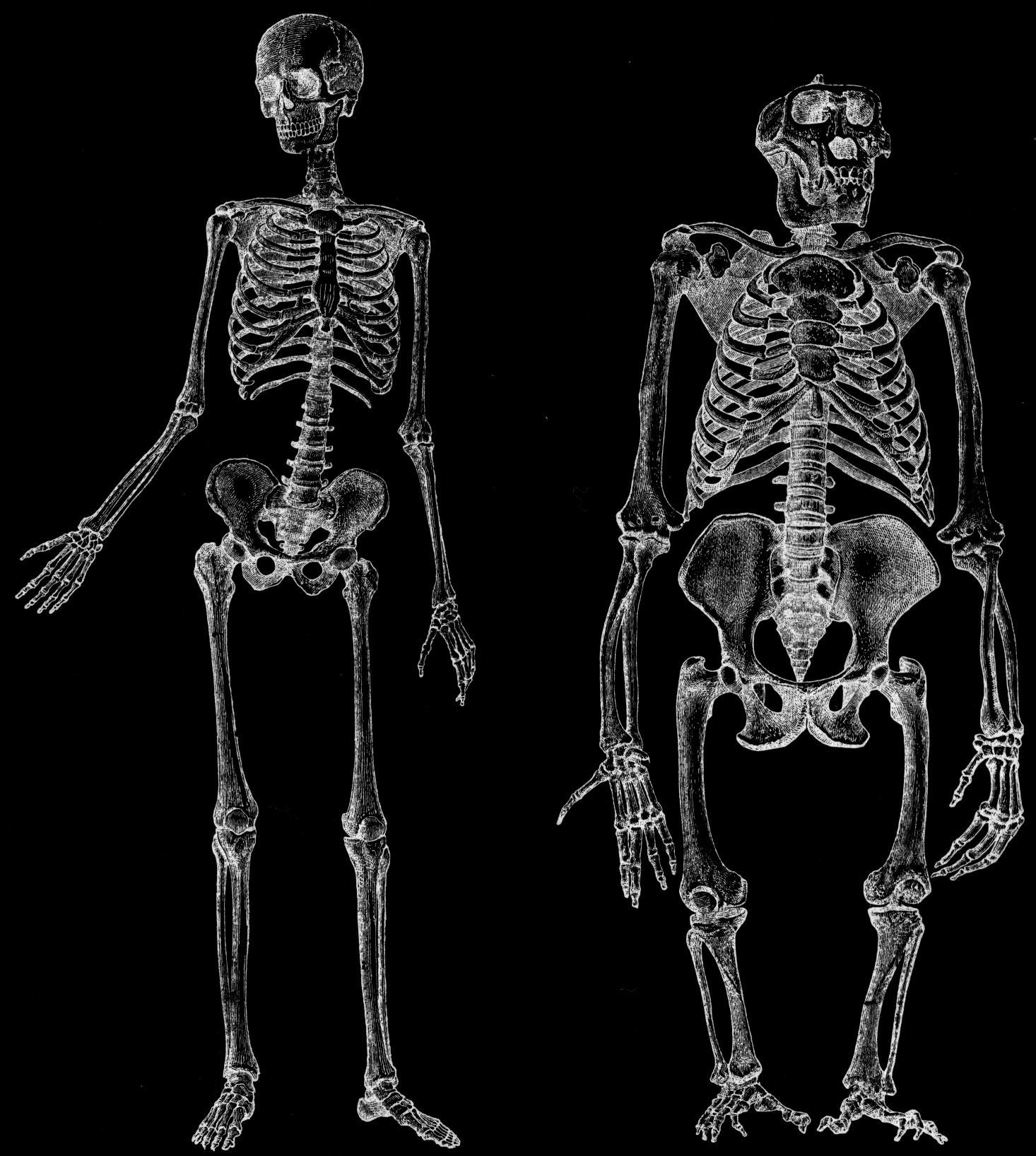 'Uniquely Human' Muscles Found in Apes Switches Up Evolutionary Dogma
