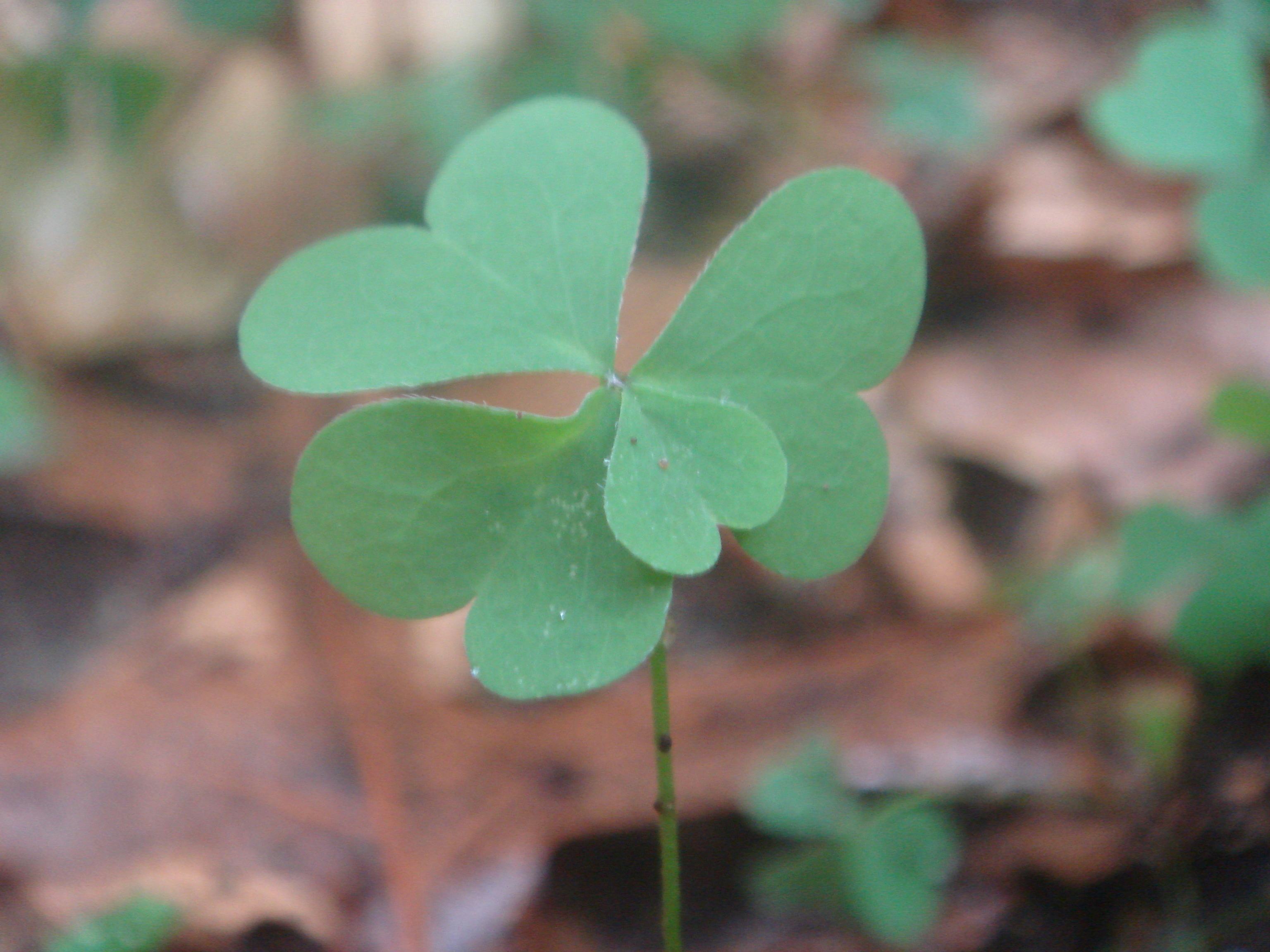 Fibonacci Sequence Explains Why Four-Leaf Clovers Are So Rare