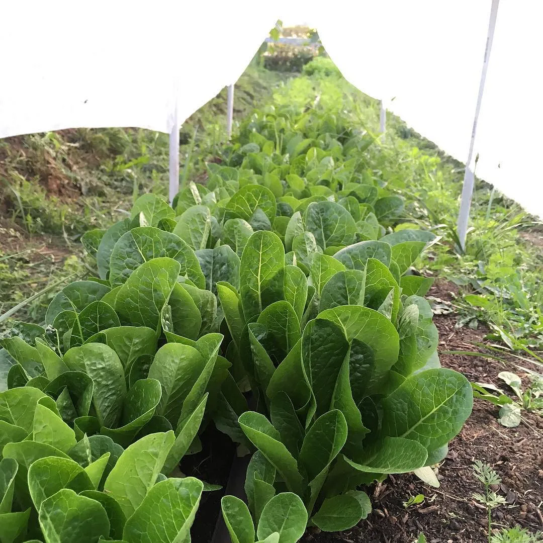 Romaine Lettuce Recall: Why It’s So Hard to Keep It Bacteria-Free