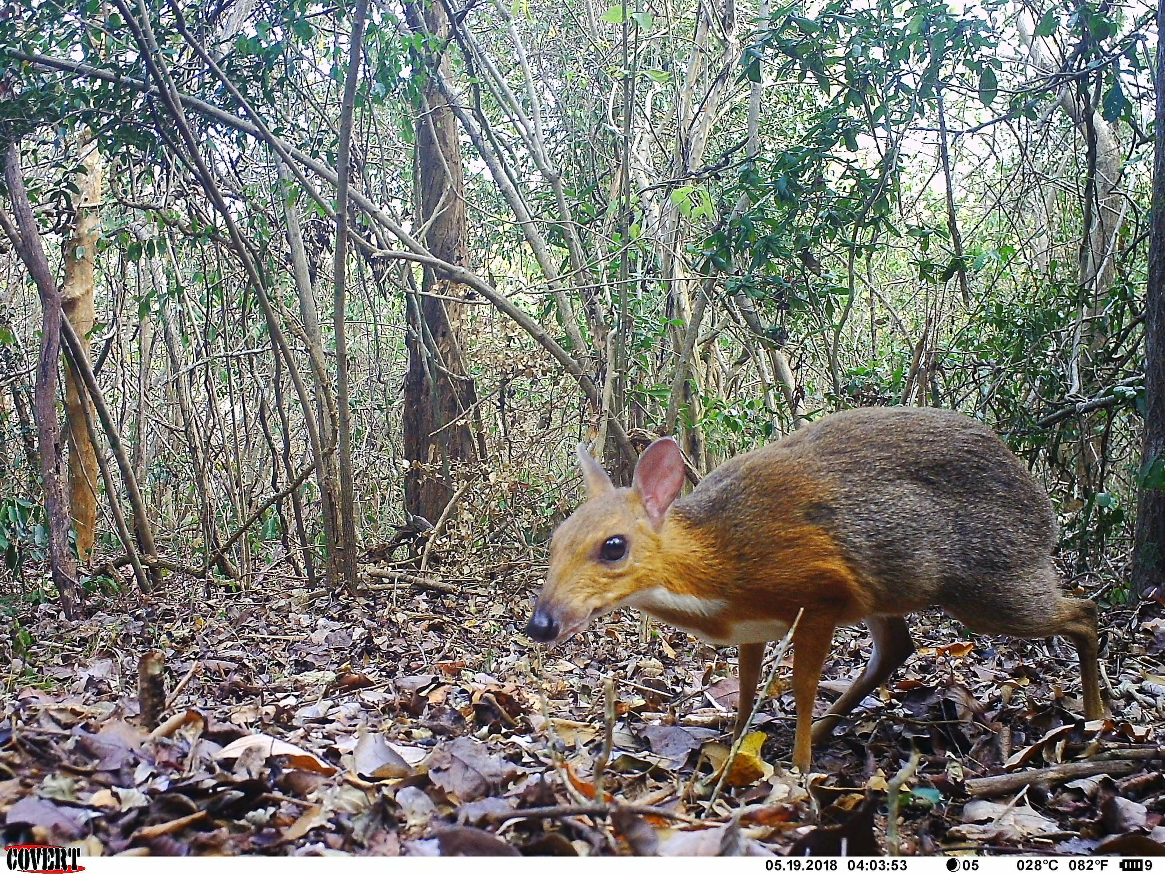 Lost species day: These three rare species could still be out there