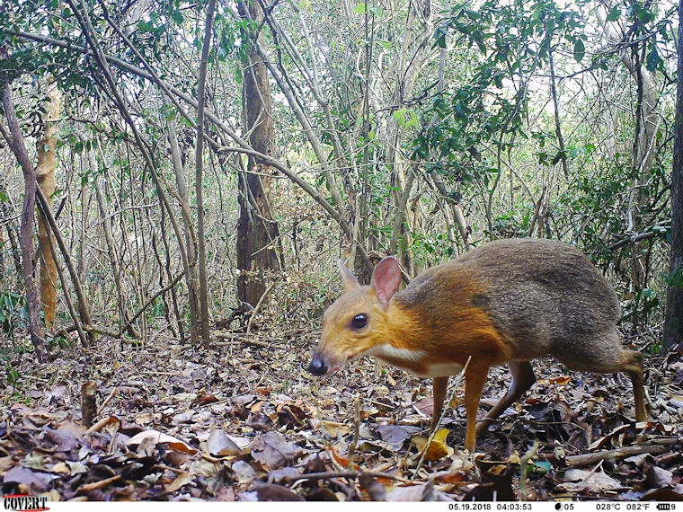 Lost species day: These three rare species could still be out there