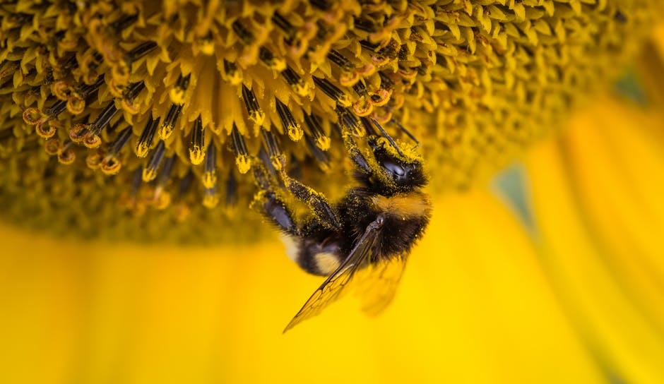 A Bee Colony Closely Parallels the Neurons of the Brain, Say Scientists