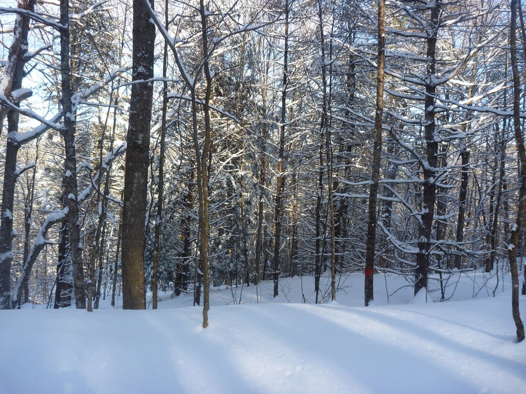 Why Declining Snow Cover May Indicate Greater Environmental Damage to Come