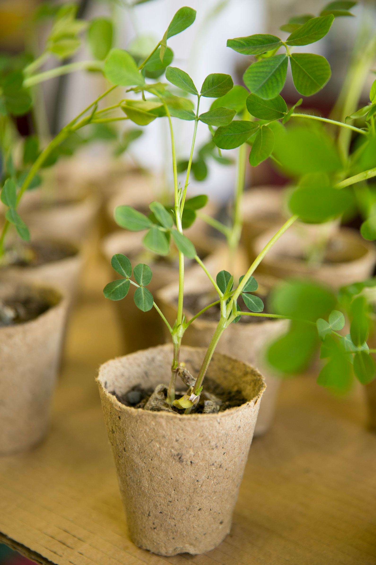 The Hypoallergenic Peanut Has Arrived Thanks to Genetic Modification