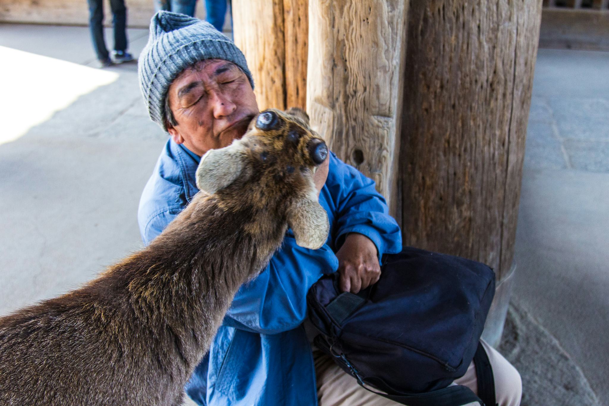 Japan Wants People to Use "Deer Sign Language" to Ward Off Biting Animals