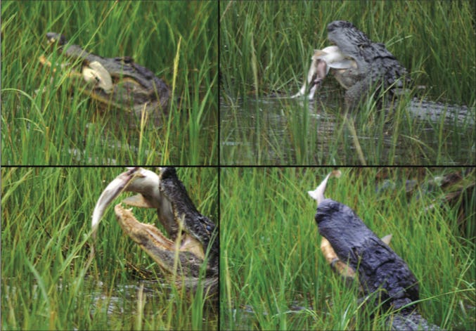 Biologists Surprised by Outcome of Alligator vs. Shark Showdown