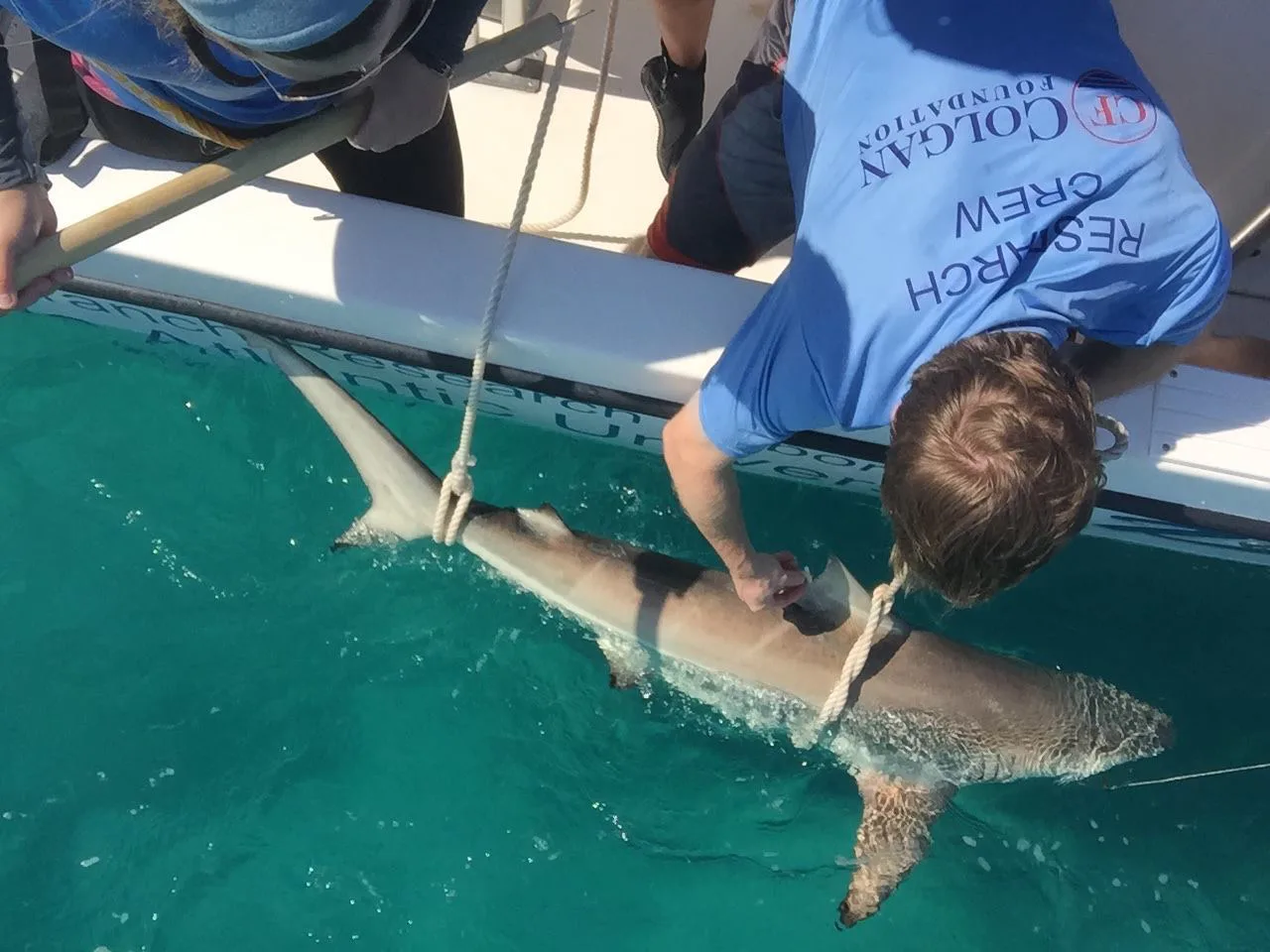 Watch Thousands of Sharks Show Up for Spring Break in Florida