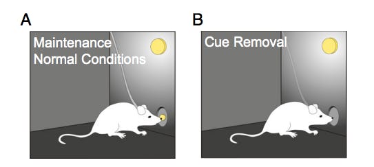 Researchers Use Cocaine-Addicted Rats to Pinpoint Potential Addiction Genes