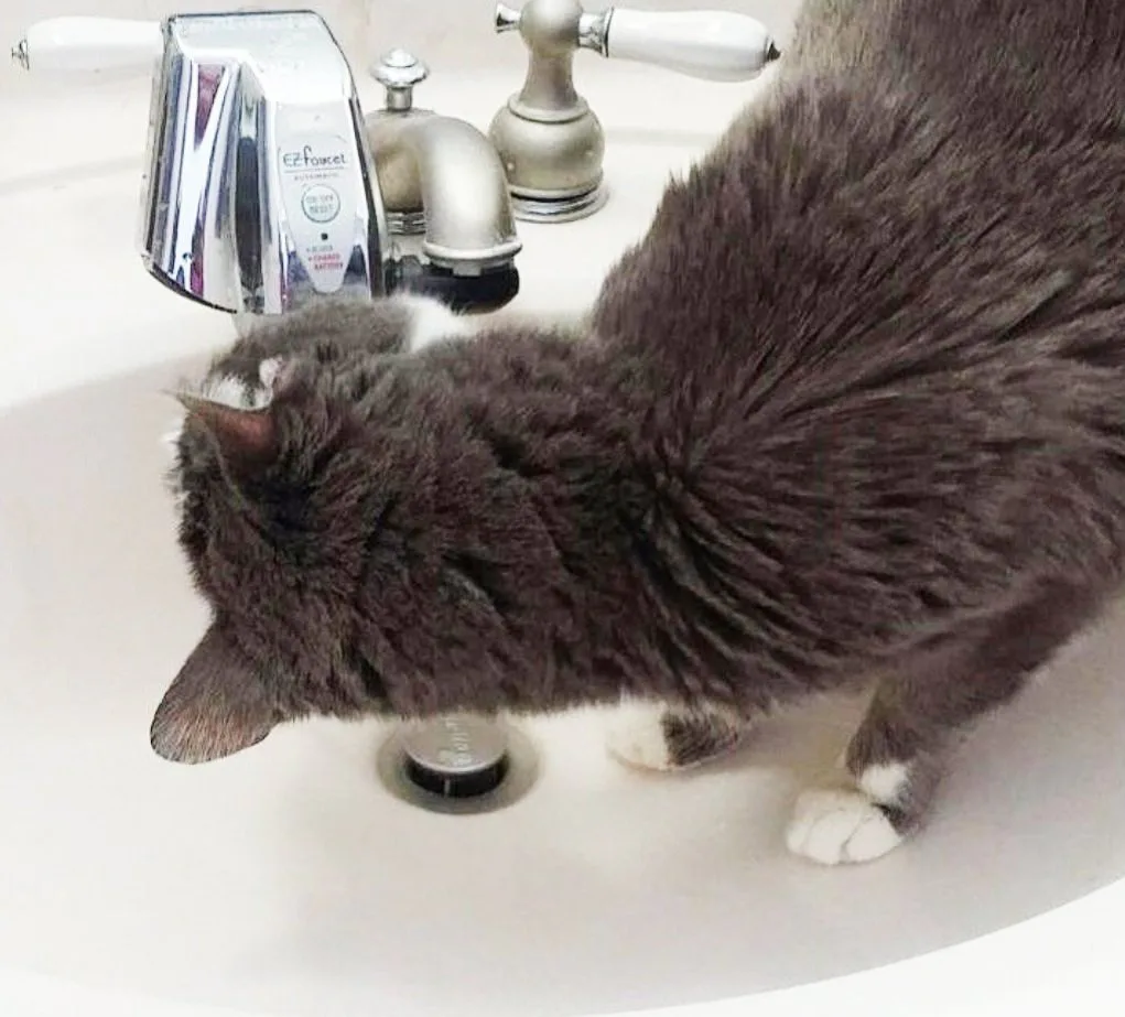 The Best Smart Home Accessories for Your Pet
