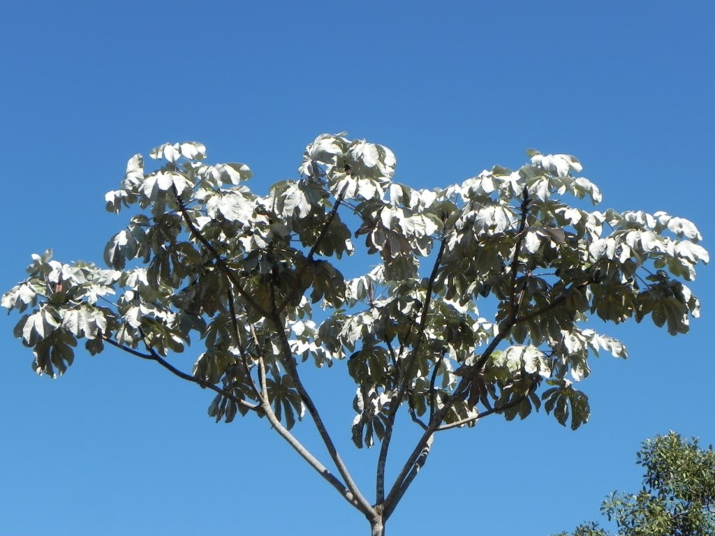 Sloth Science: Why These Lazy Guys Are Far More Adaptable Than You Think