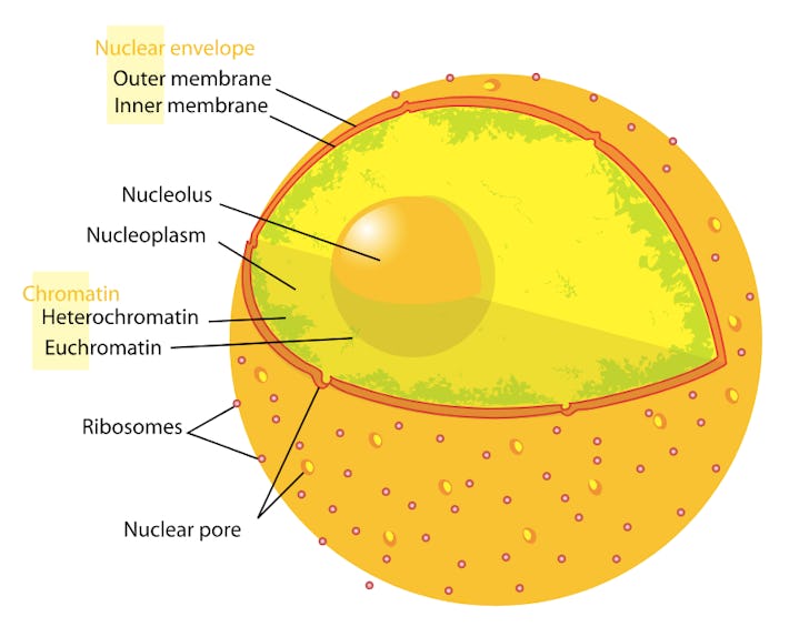 Scientists Think the Nucleolus Could Determine Your Lifespan