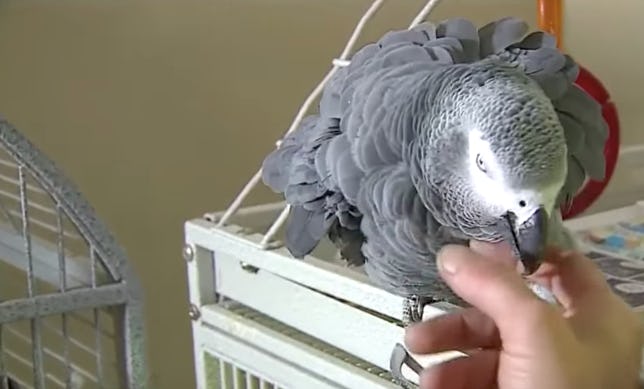 "Don't Shoot" Parrot's Murder Testimony Is Valid, Says Science