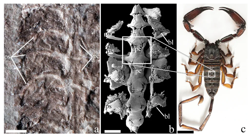 Terrifying fossil may be one of earliest air-breathing animals on Earth