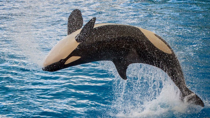 Which is smarter: a blue whale or an orca?