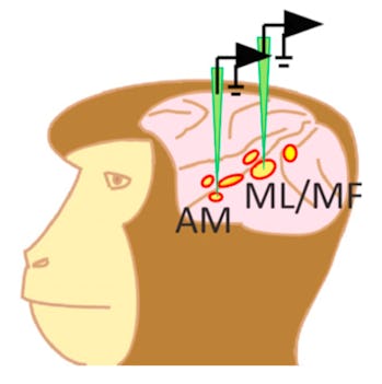 The Surprisingly Simple Way Your Brain Recognizes Familiar Faces
