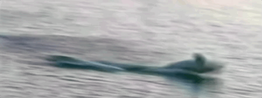 Wild Dolphin Tail Walking Mimicry Hints at the Important Role of Imitation