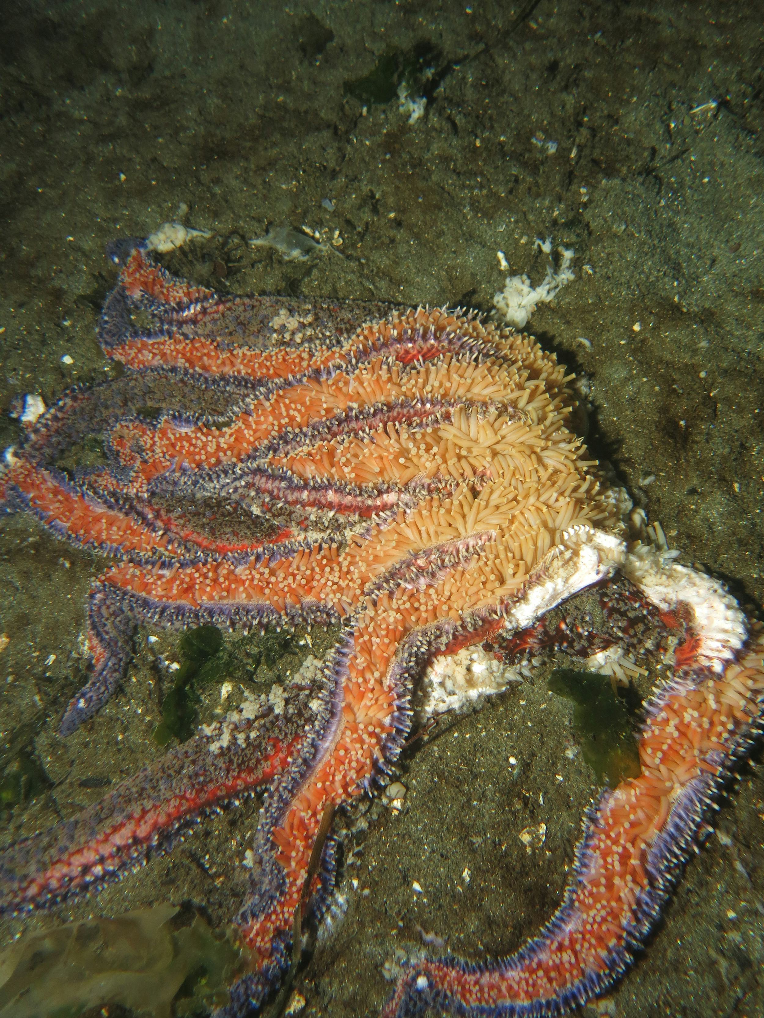 Death of the Sunflower Sea Star Means Ecological Unravelling in the Pacific
