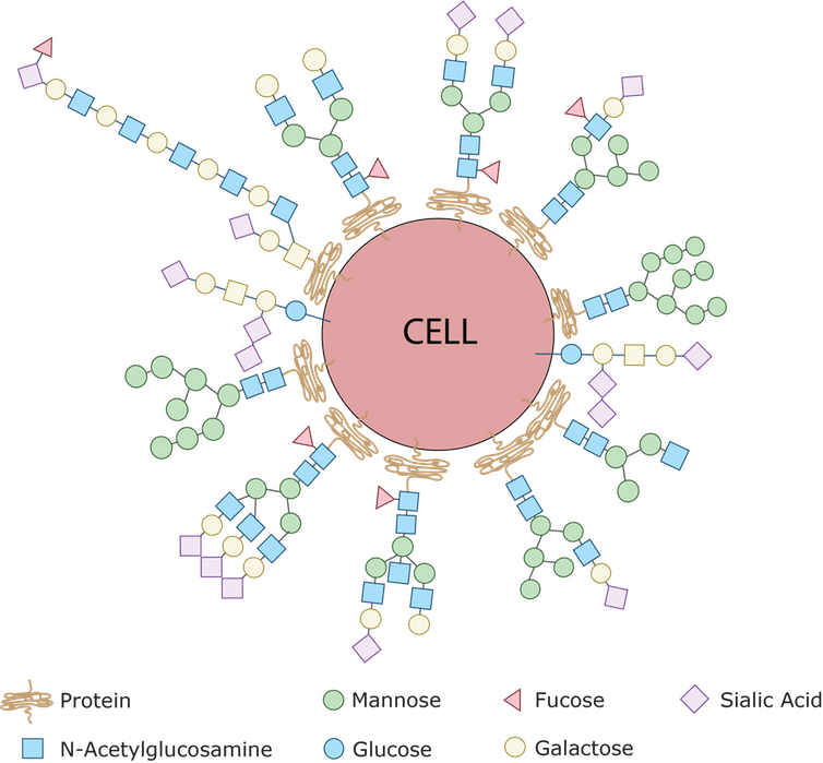 What Is the Human Glycome? How Scientists Unlocked the Sugar Code