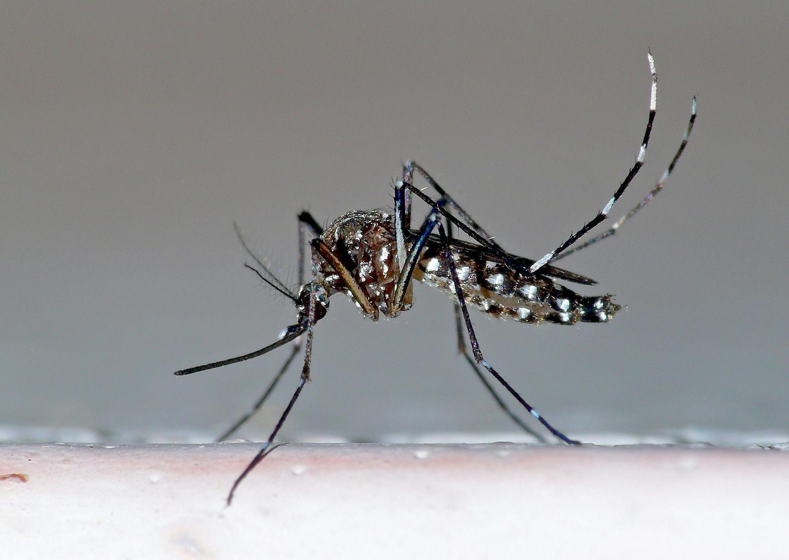 Genetically Modified Mosquitoes Thrive in Brazil, to Researchers' Surprise