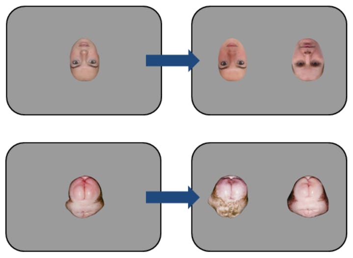 Evolutionary Biology Says Your Face Evolved to Look Like a Butt