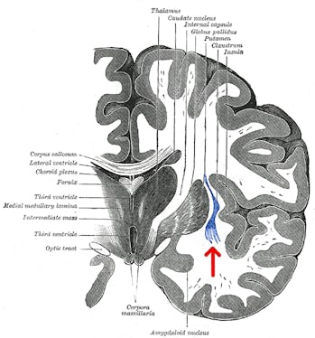 What Is the Claustrum in the Brain? A Neuroscientist Explains