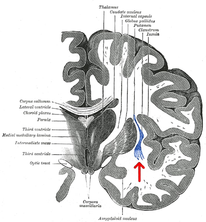 What Is the Claustrum in the Brain? A Neuroscientist Explains