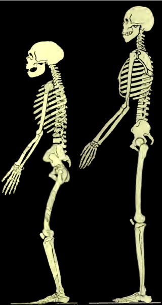 Neanderthal Study Corrects "Absurd" Misconception About Hunched Posture