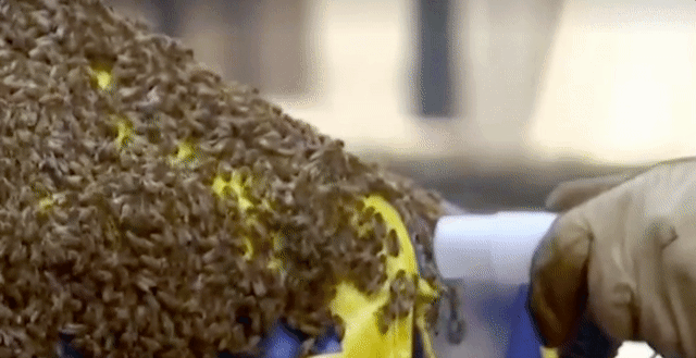 Times Square Bees: Massive Swarm Suggests Overcrowded, Overheated Hive