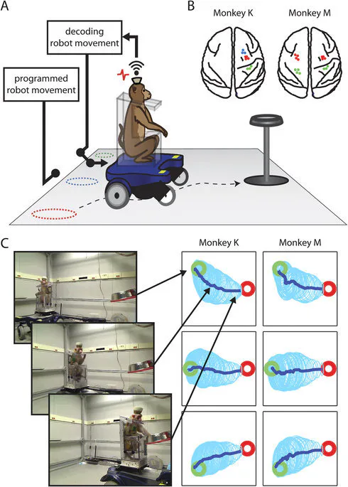 Study: Monkeys Can Mentally Drive Wheelchairs With This Brain Interface