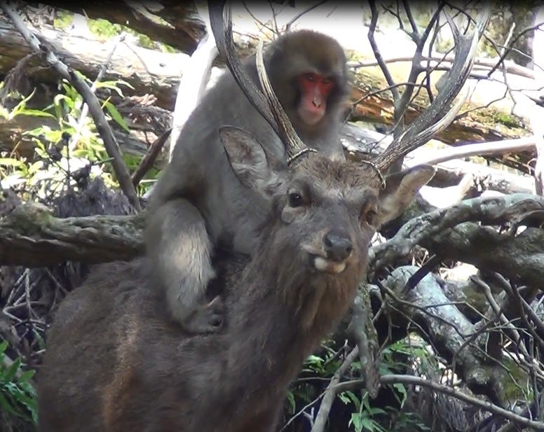 Why Monkeys Humping Deer Shouldn’t Surprise You
