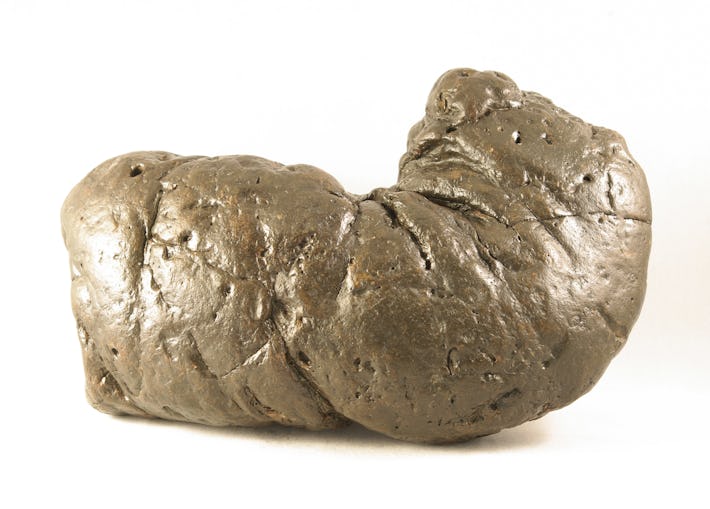 Meet the Man With the World's Best Collection of Fossil Poop