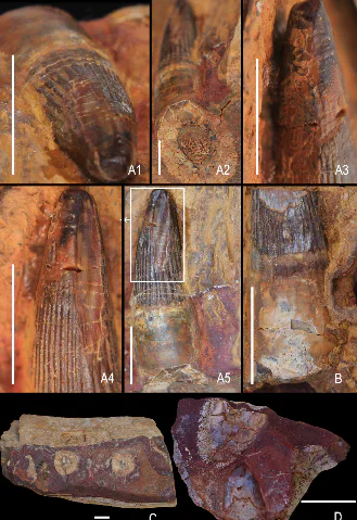 Enormous Jurassic 'Fish Lizards' Lived in India Too, Say Scientists