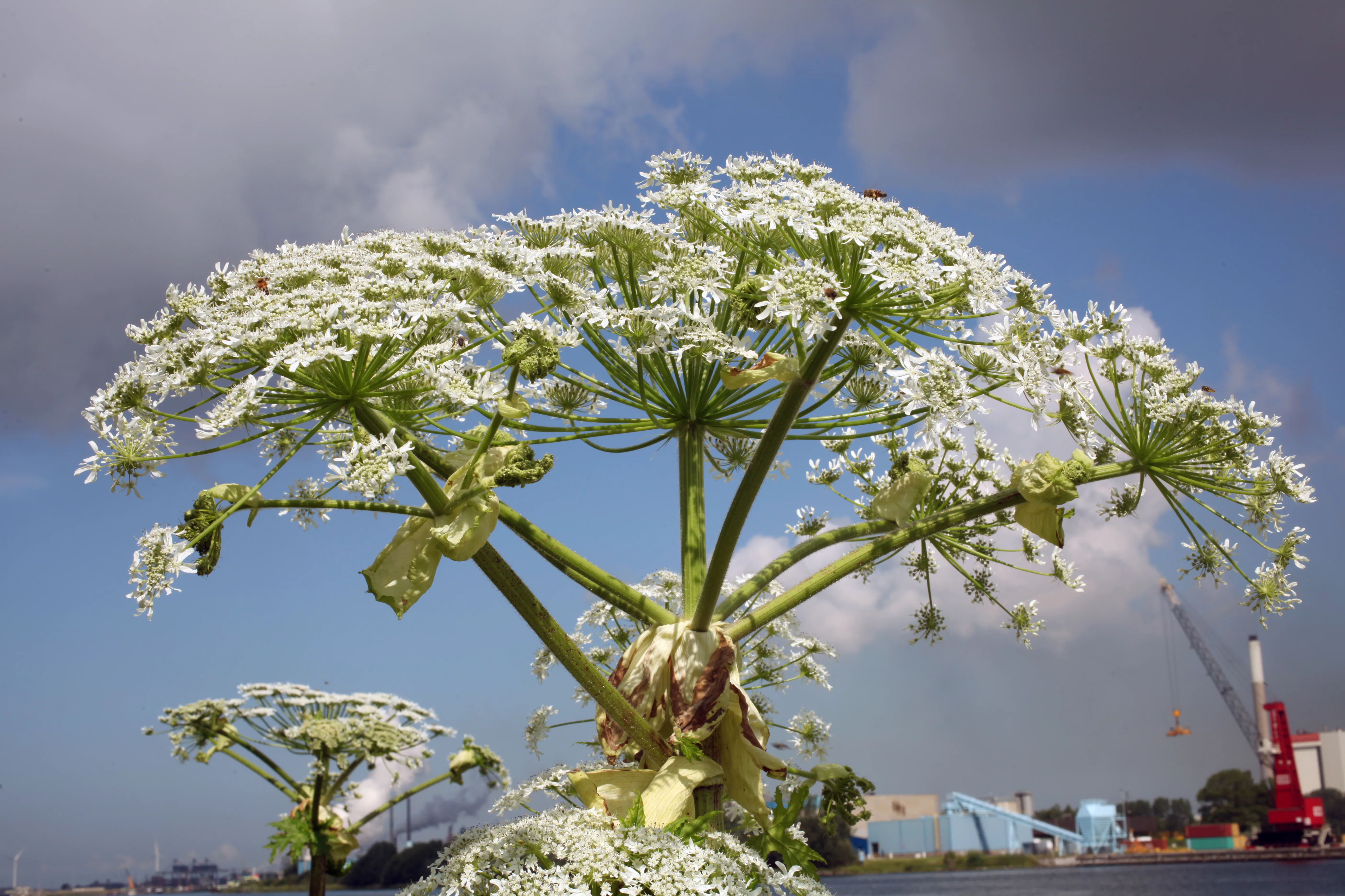 Giant Hogweed Burned the Heck Out of Americans in 2018