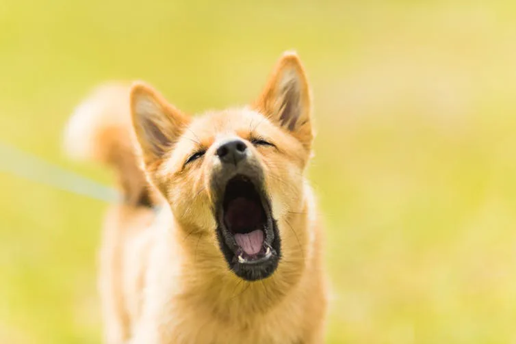 Why Am I Yawning So Much? Science Tries to Explain the Biological Reasons