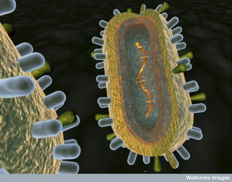 The Search for a Universal Flu Vaccine