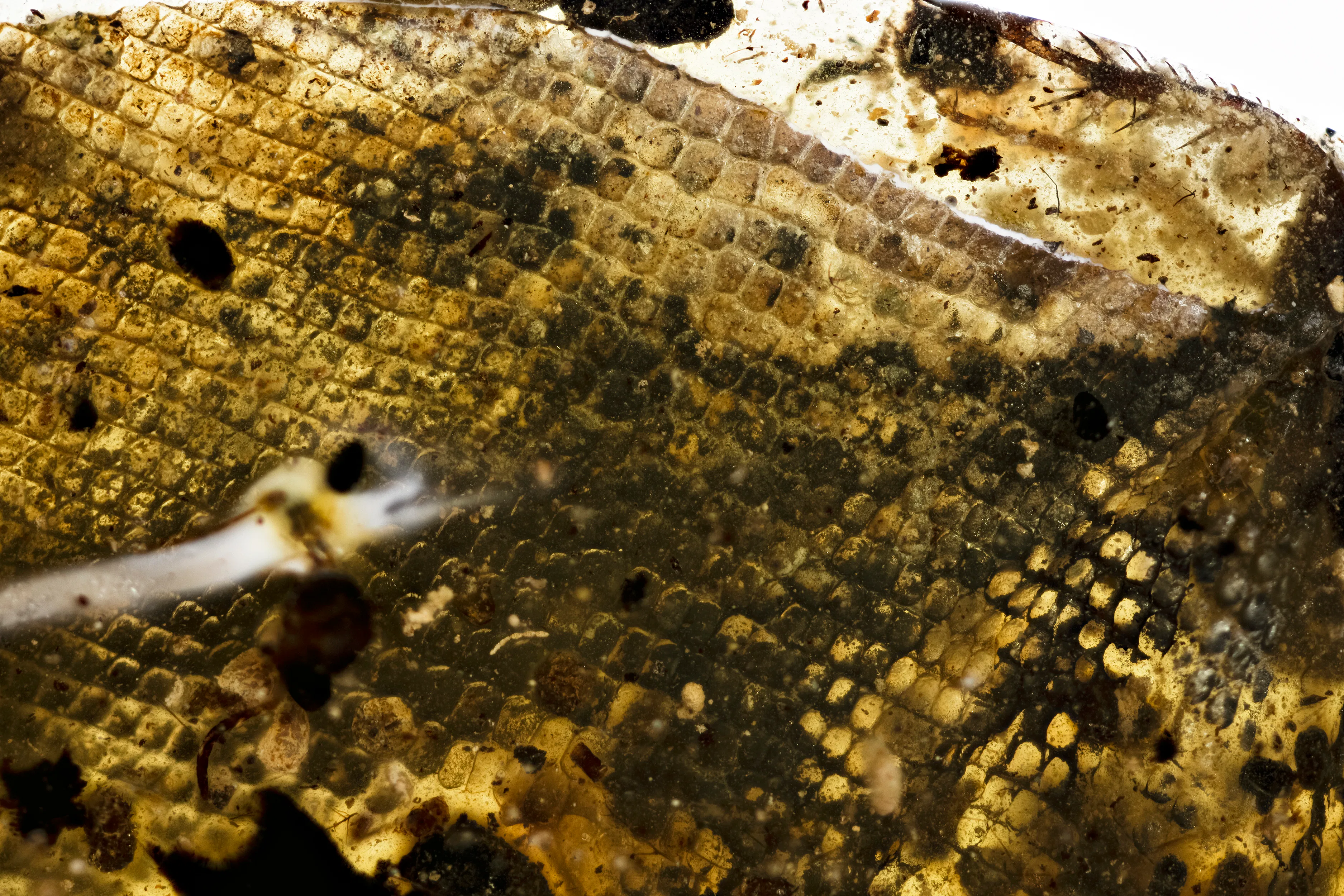 Oldest Ever Baby Snake Discovered Frozen Inside an Amber Coffin