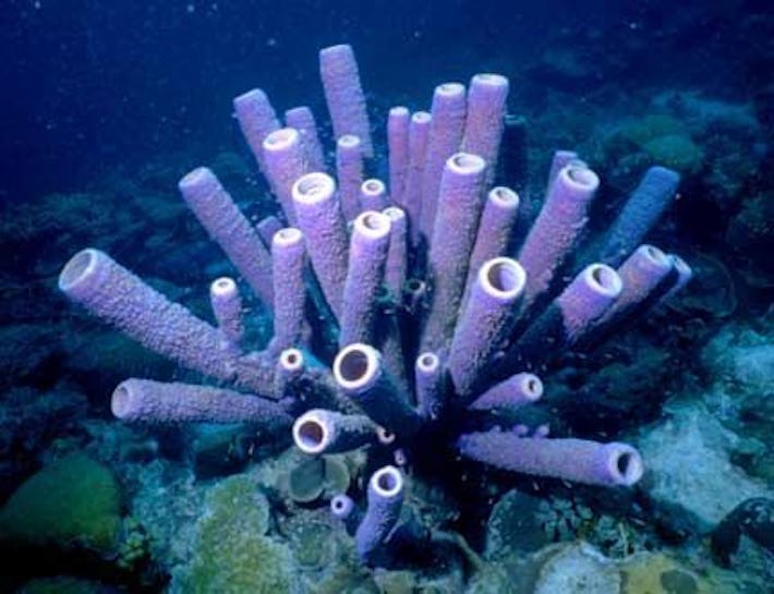 How Many Types of Coral Are There In the Great Barrier Reef?