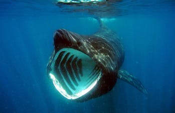 Basking Sharks Gathering in Swarms of Up to 1,400 Leave Scientists Confused