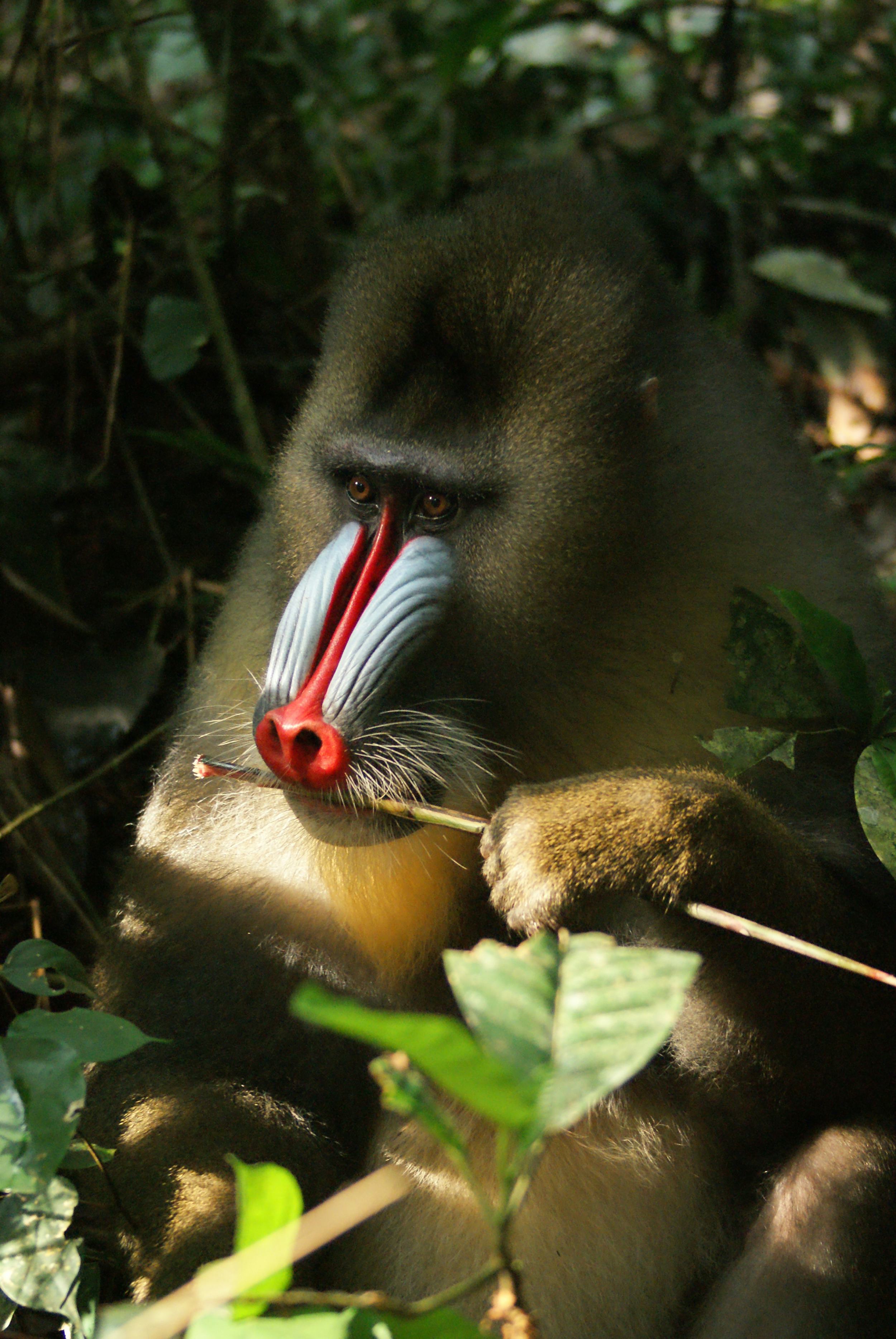 Mandrills Use Fecal Odor to Avoid Grooming Mandrills With Parasites