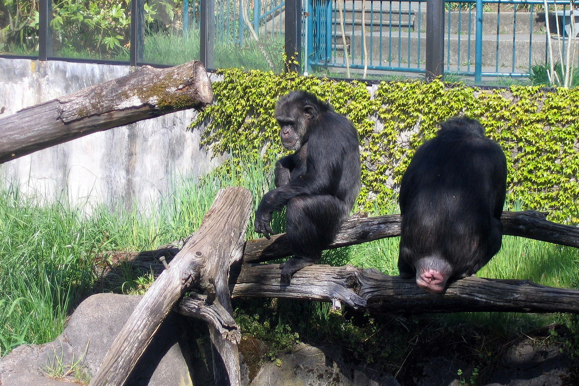 Evolutionary Biology Says Your Face Evolved to Look Like a Butt