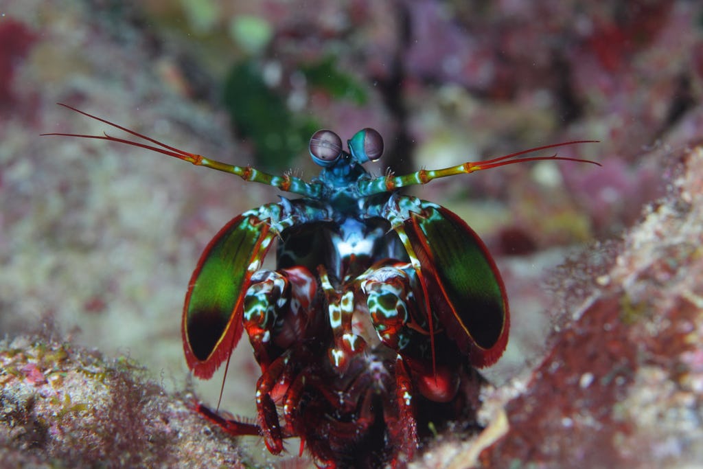 More Punches Beats Harder Punches in Mantis Shrimp Fights