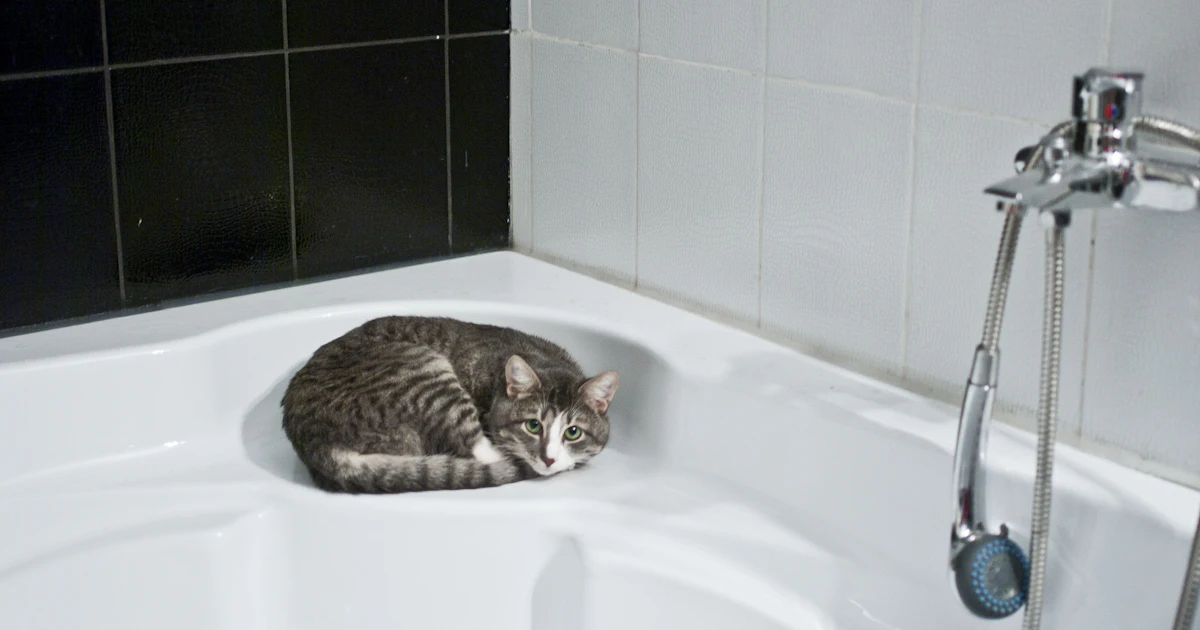 Video The Science Of Why Your Cat Follows You Into The Bathroom video-the-science-of-why-your-cat-follows-you-into-the-bathroom
