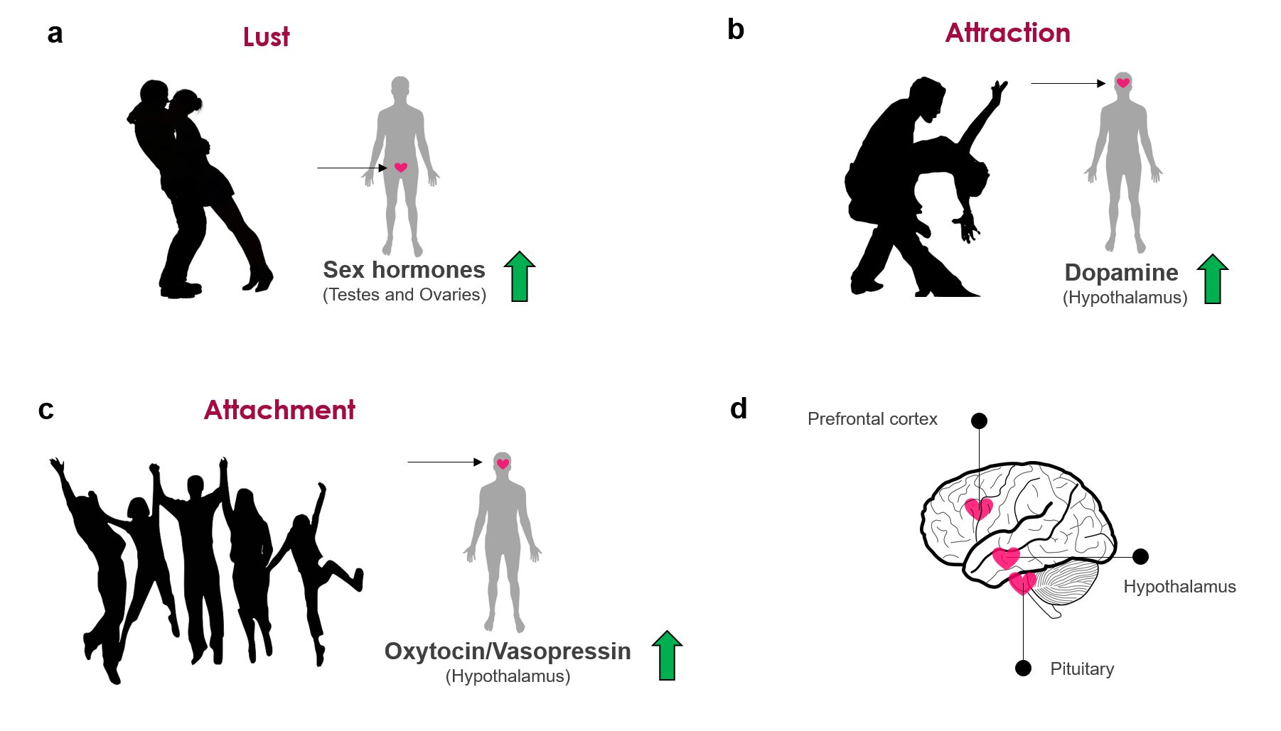 What Love Does to YourBrain