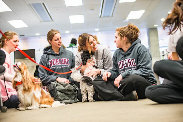 Campus Therapy Dog Study Proves Pups Reduce Stress, Increase Joy