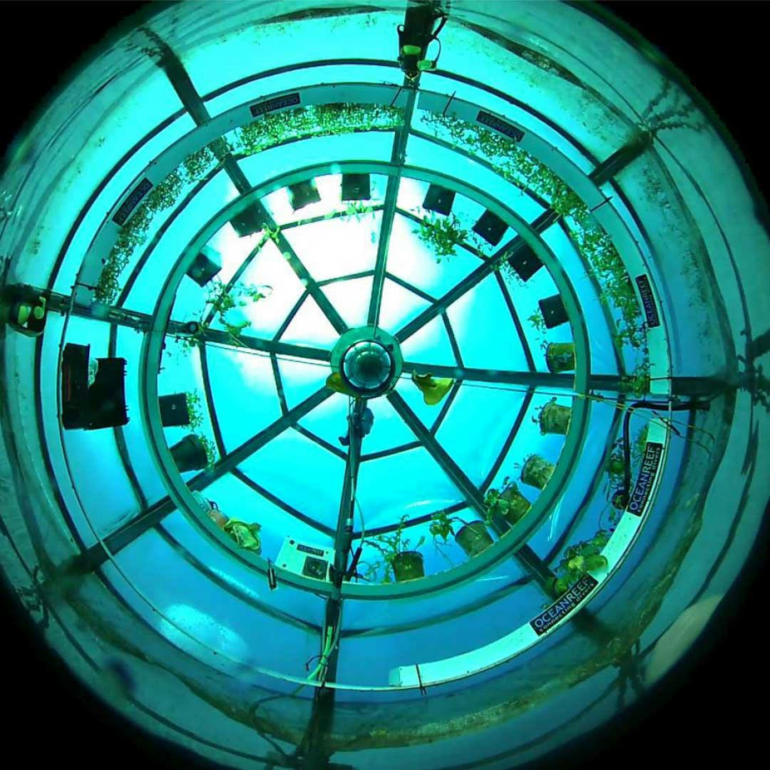 Video: World's First Underwater Farm May Be the Future of Agriculture