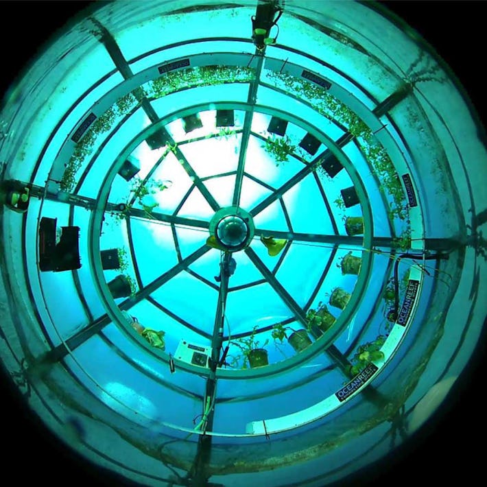 Video: World's First Underwater Farm May Be the Future of Agriculture