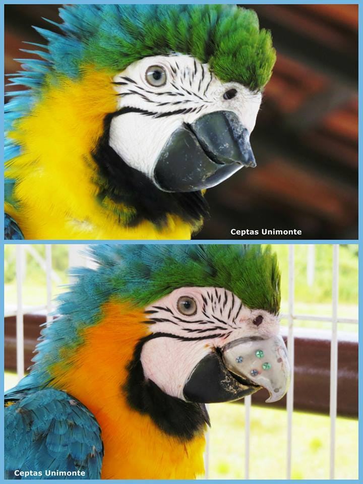3D Printing Turned This Captive Parrot Into a Titanium-Beaked Cyborg