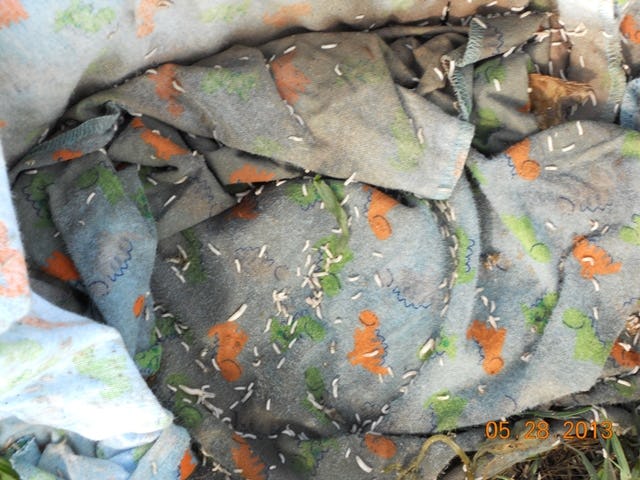 Forensic Scientists Use Pigs to See How Young People's Corpses Decompose