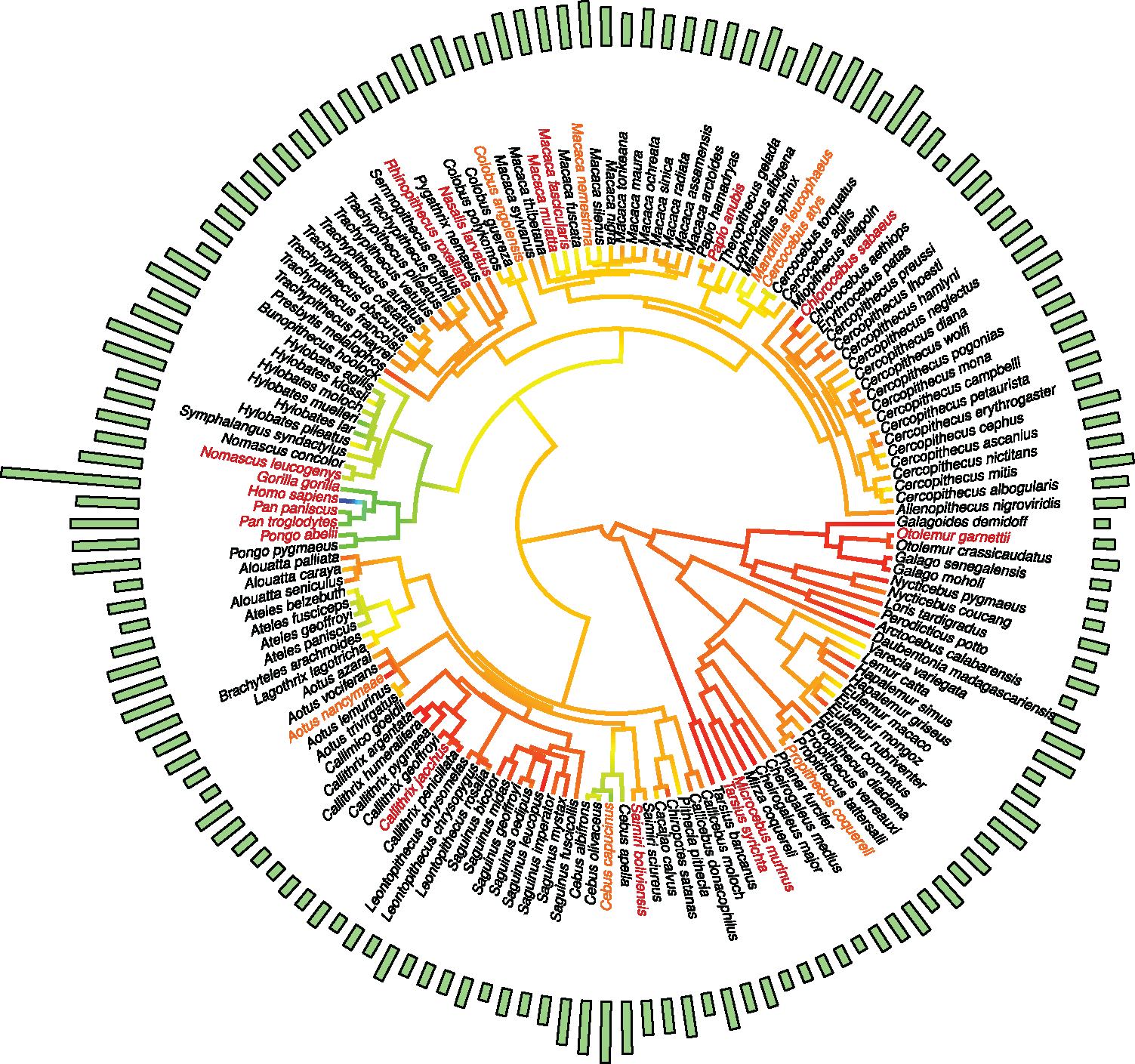 Evolutionary Study Uncovers Genes That Extended How Long Humans Live