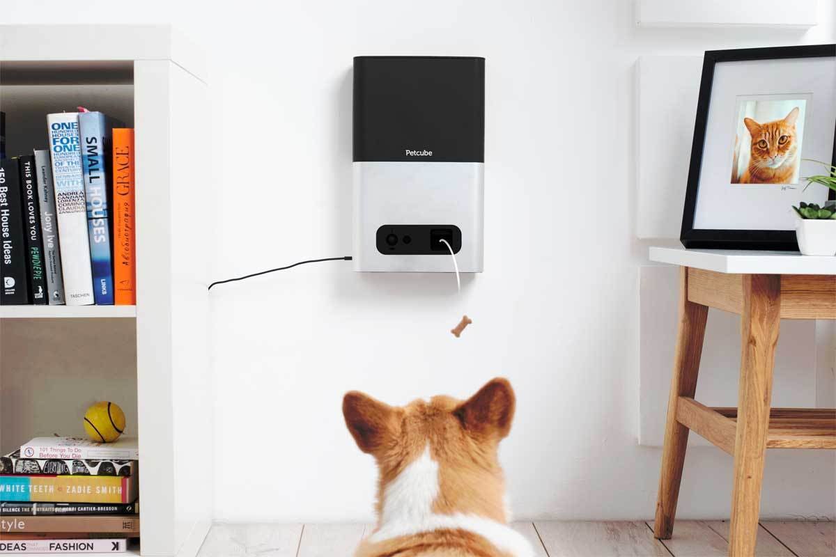 This Innovative Monitor Lets You Play With and Reward Your Pets From Anywhe